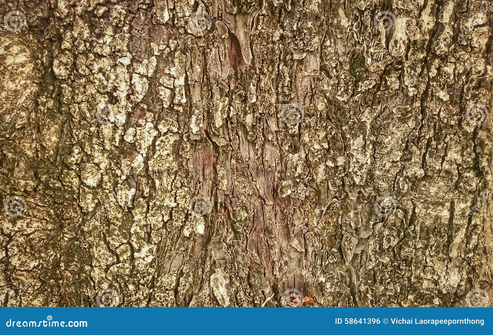 Close Up of Tree Skin for Texture and Background Stock Photo - Image of ...