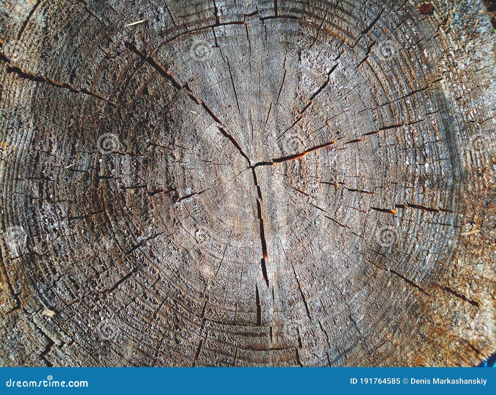 Close - Up of a Tree Slice Texture. Stock Image - Image of crossed ...