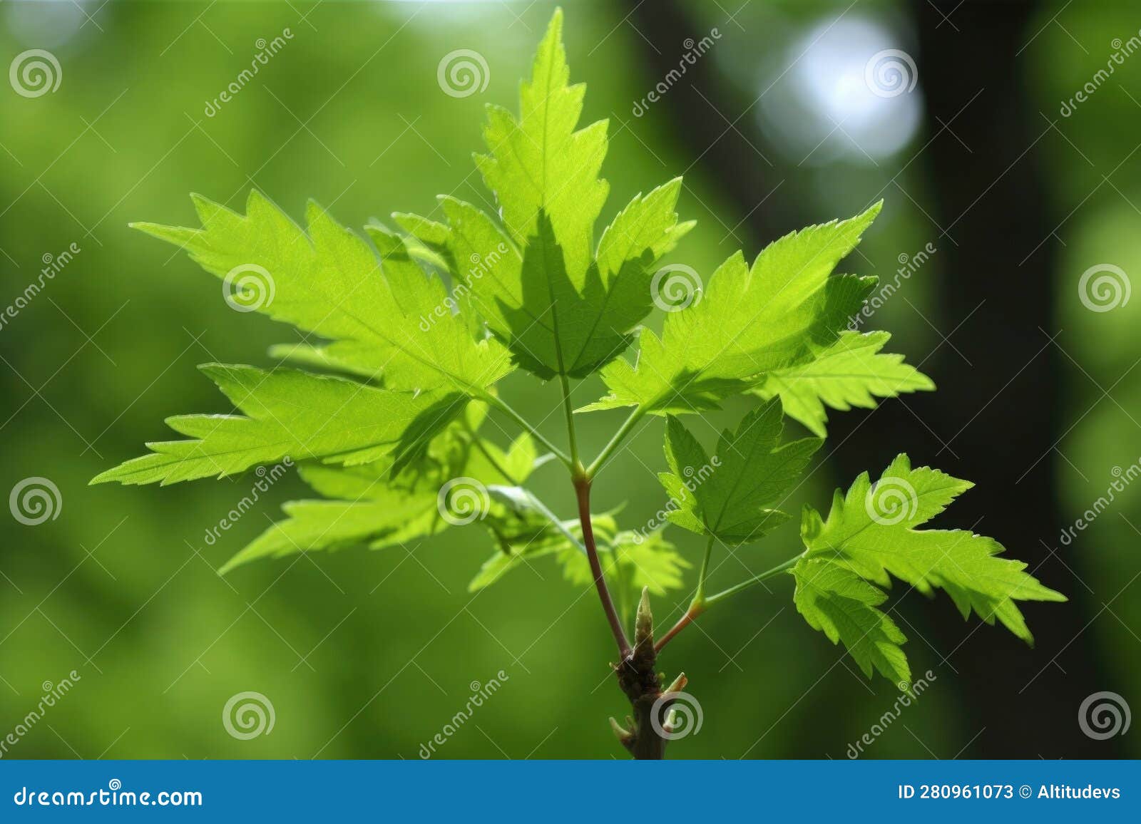 Close-up of Tree Sprouting Leaves, in Natural Setting Stock ...