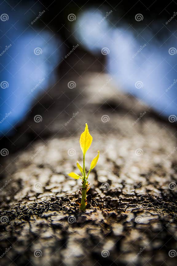 Close Up Tree Sprouting New Branch Stock Photo - Image of nature ...