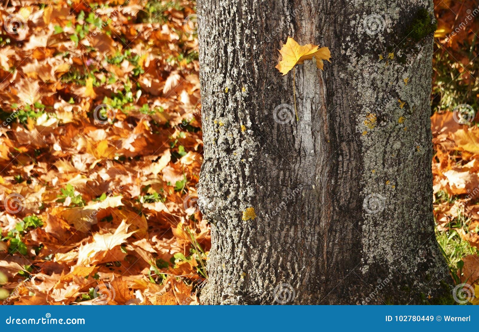Autumn Maple leaves stock image. Image of stem, fall - 102780449