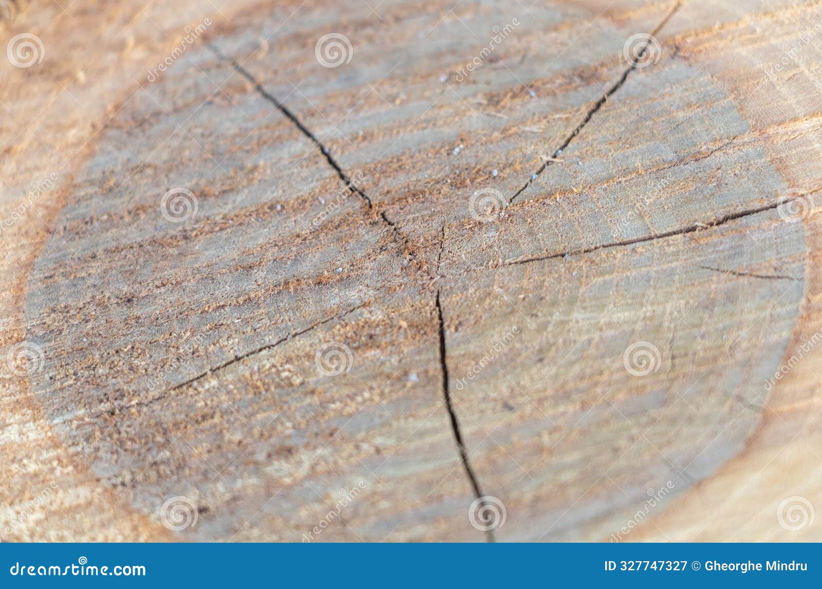 Close Up of Tree Stump Cross Section, Detailed Wood Texture Stock Image ...