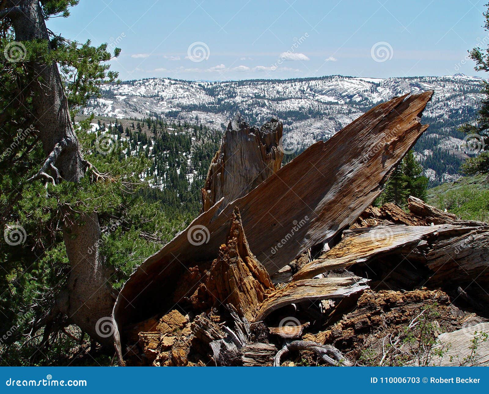 Close Up of a Tree Stump in the Mountains Stock Image - Image of clouds ...