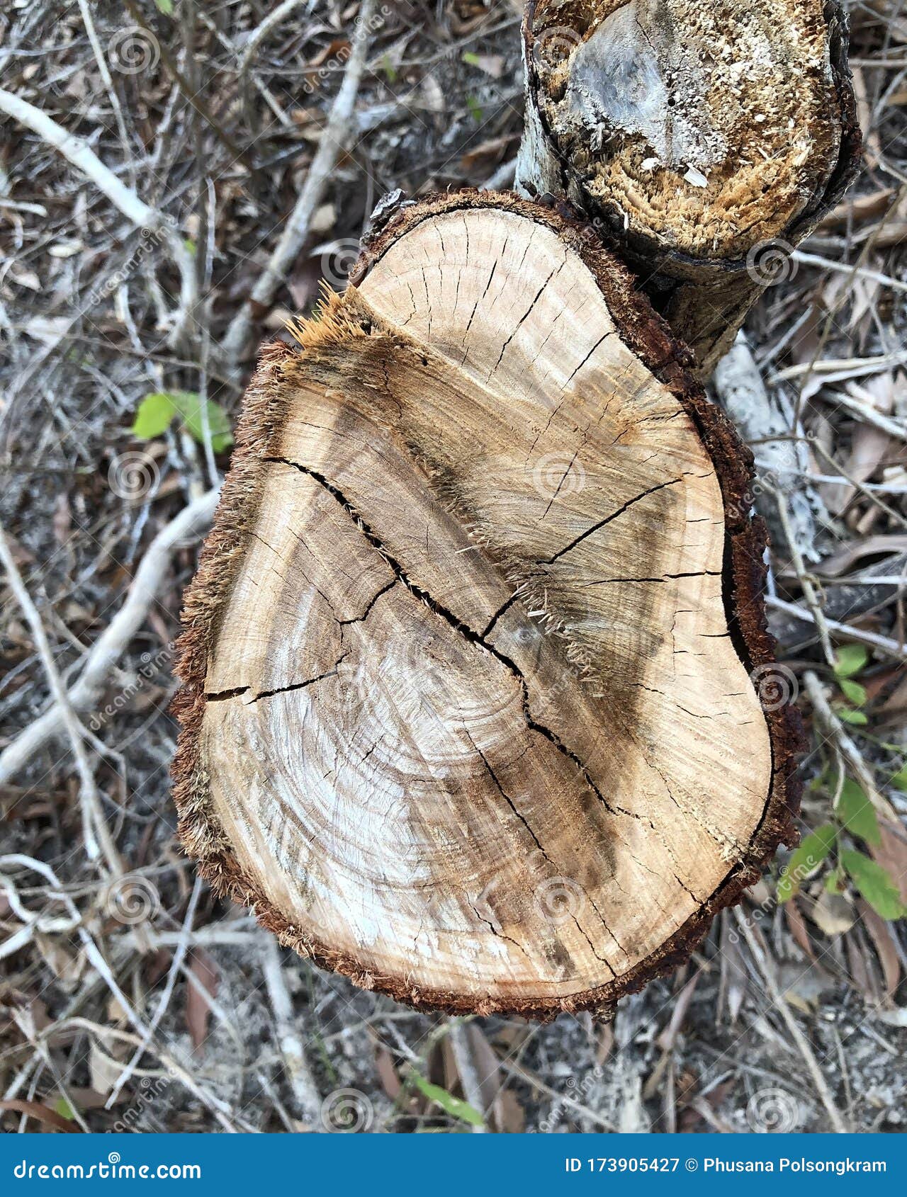 Close Up of Tree Stump and Tree Rings Stock Image - Image of grub, stub ...