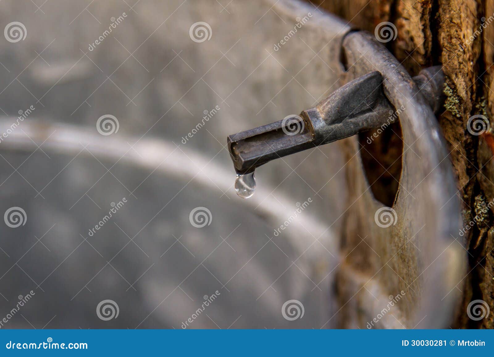 Maple syrup, drip by drop. stock image. Image of forest - 30030281