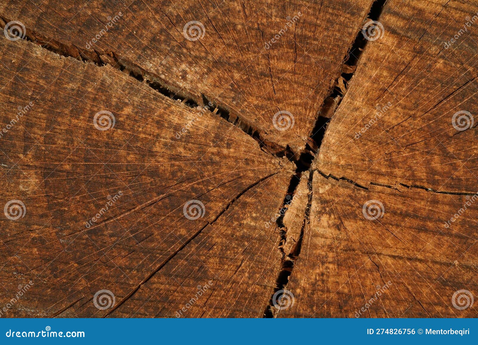 Close Up of a Tree Trunk with Age Rings and Cracks Stock Photo - Image ...
