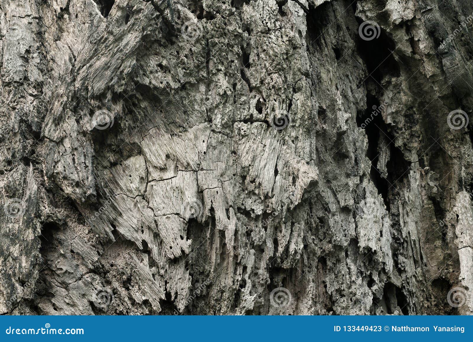 Close Up of Tree Trunk Background, Texture of Dark Bark Wood with Old ...