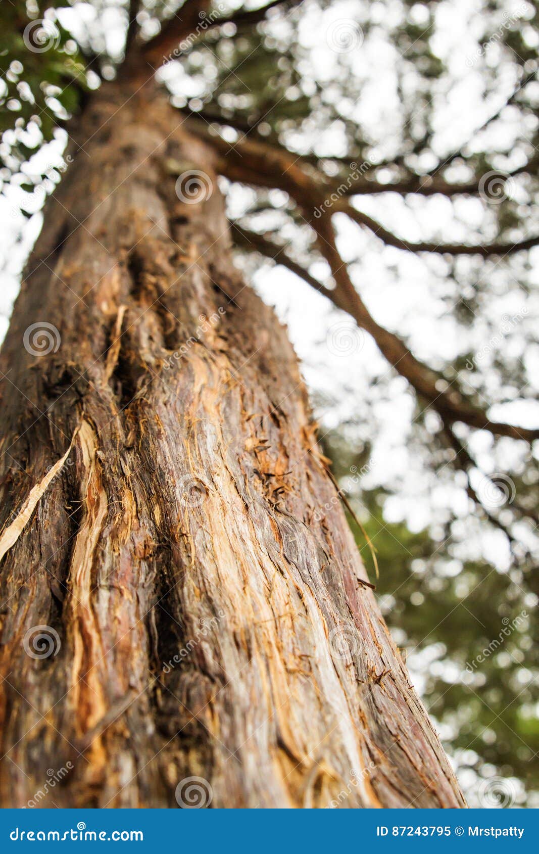 Close Up of Tree Trunk with Camera Angle Toward Tree Top Stock Image ...