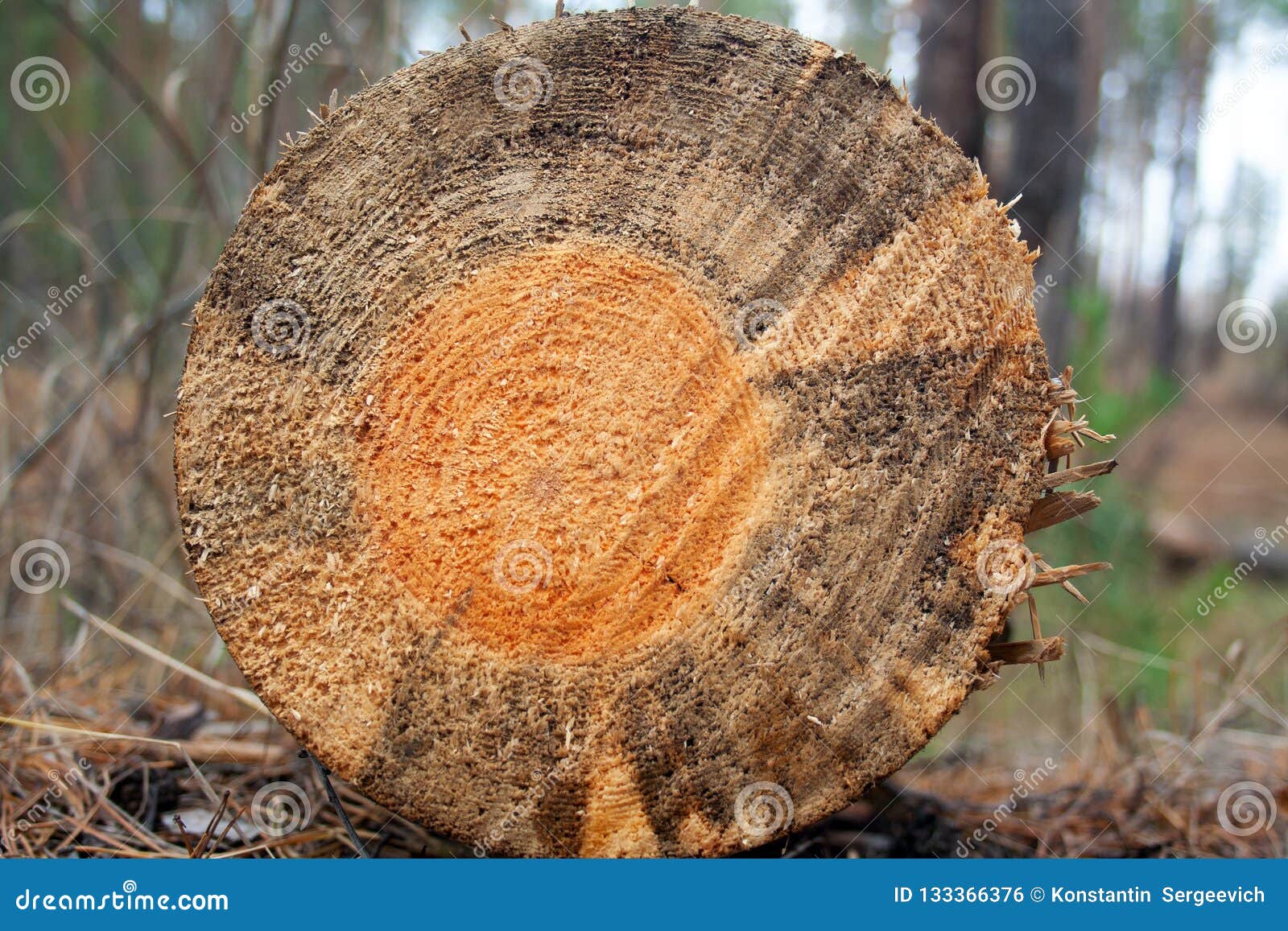Close-up of tree trunk stock photo. Image of textured - 133366376