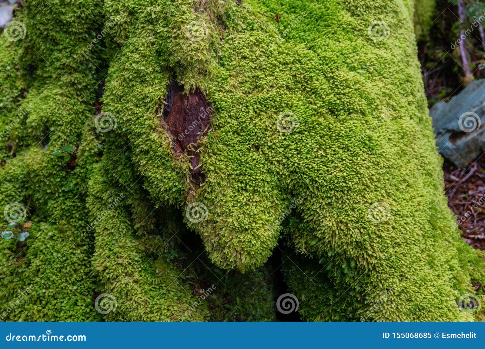Close Up of Tree Trunk Covered with Green Soft Moss Stock Image - Image ...