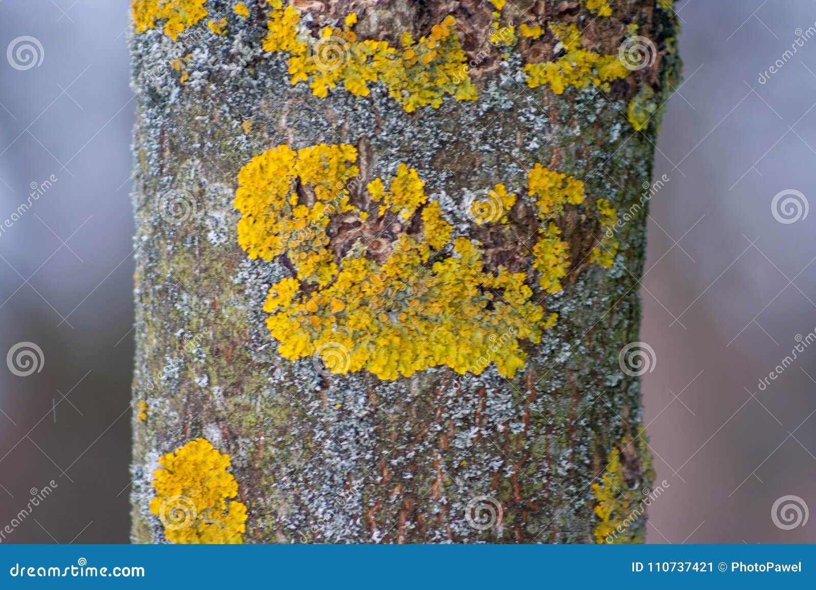 Tree Trunk Covered with Yellow Lichen and Fungus Stock Image - Image of ... Tree Trunk Covered with Yellow Lichen and Fungus Stock Image - Image of ...