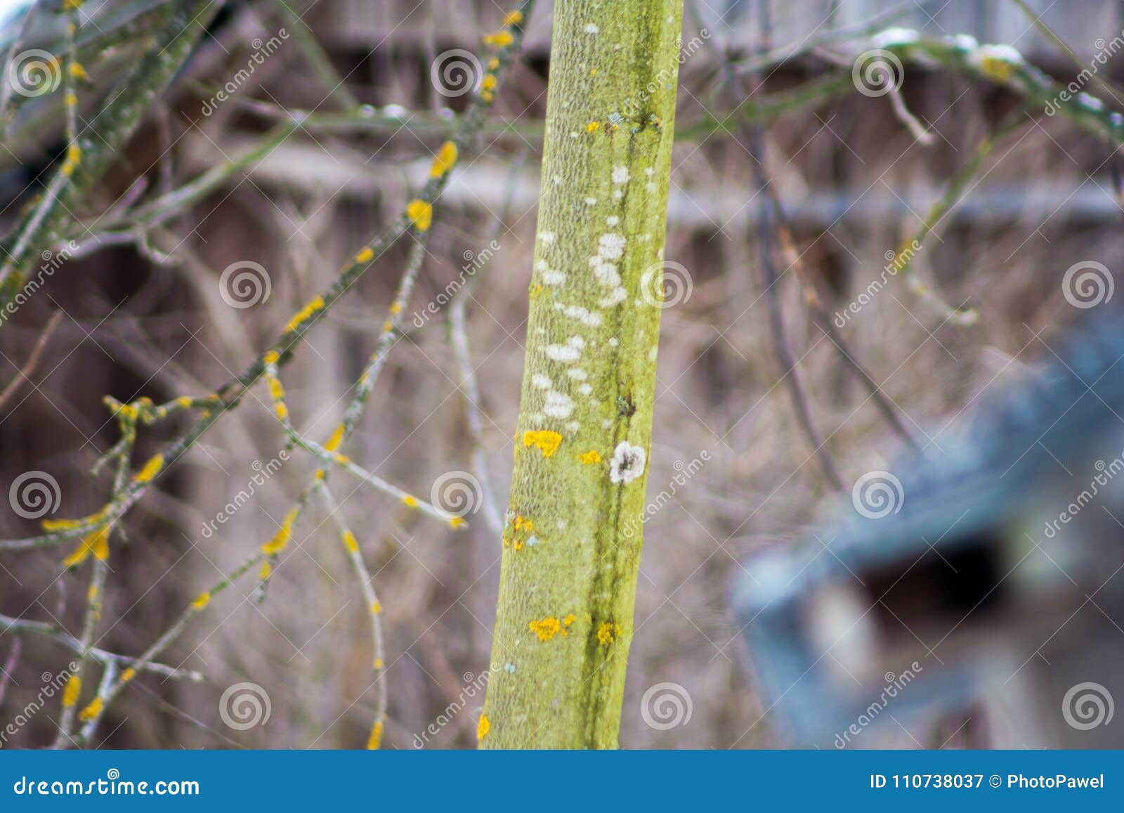 Tree Trunk Covered with Yellow Lichen and Fungus Stock Image - Image of ... Tree Trunk Covered with Yellow Lichen and Fungus Stock Image - Image of ...