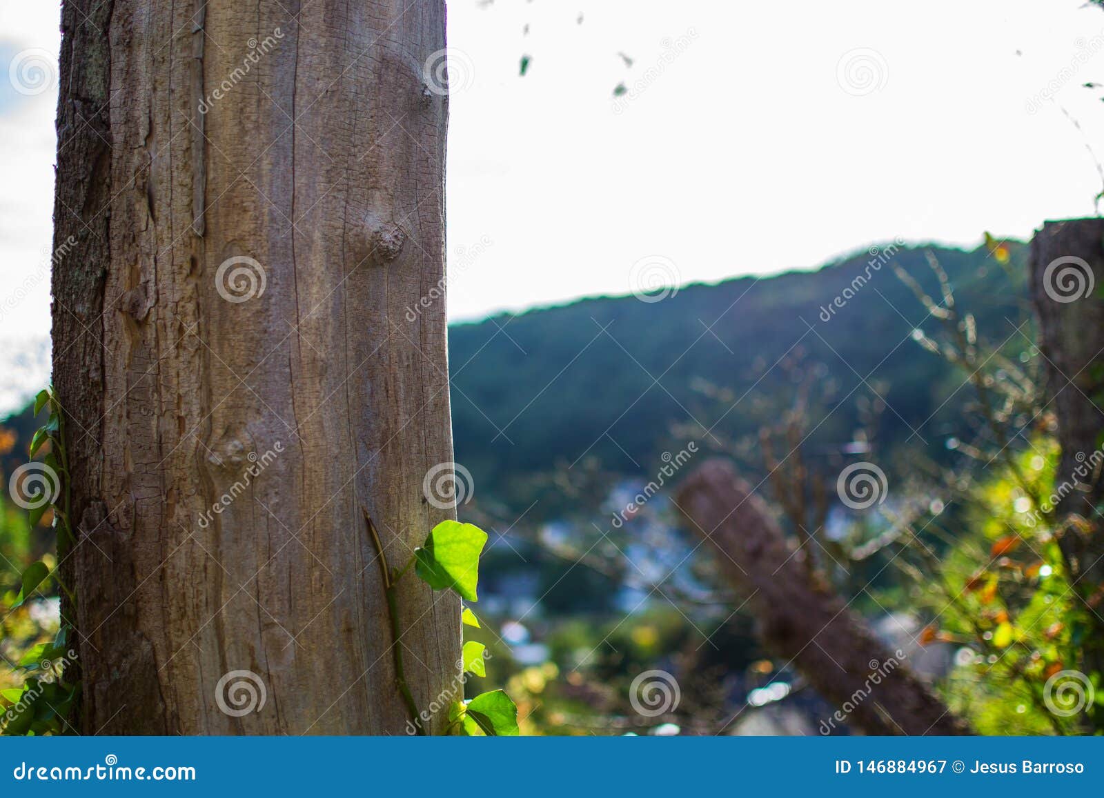 Close Up of a Tree Trunk, with Defocused Background. Nature Macro ...