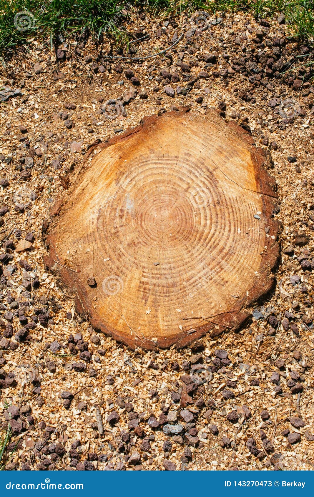Close Up of Tree Trunk on Display Stock Image - Image of years, round ...