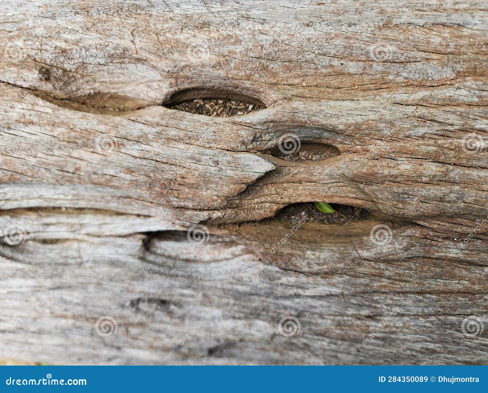 A Close-up of a Tree Trunk with Holes, Wood Surface Eroded Background ...