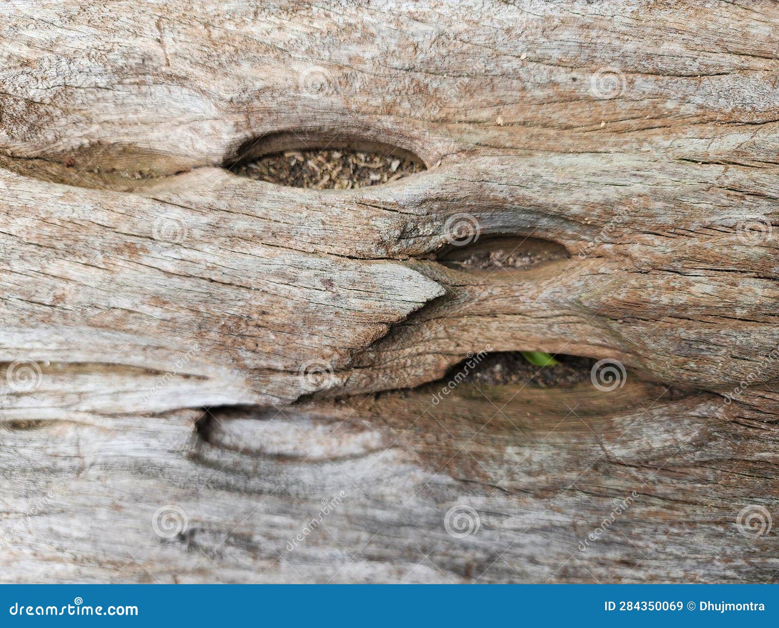 A Close-up of a Tree Trunk with Holes, Wood Surface Eroded Background ...