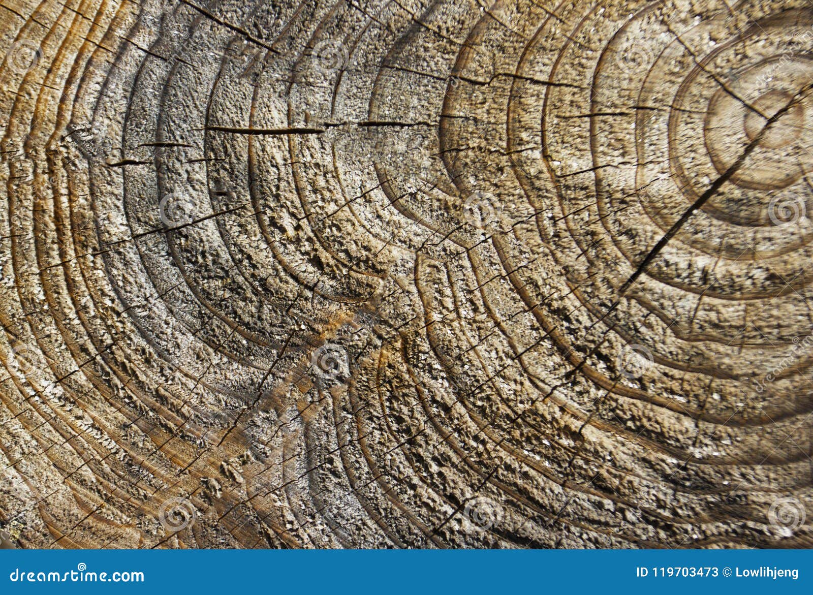 Tree Trunk Pear Bark Texture, Bizarre Shape, Human Silhouette Stock ...