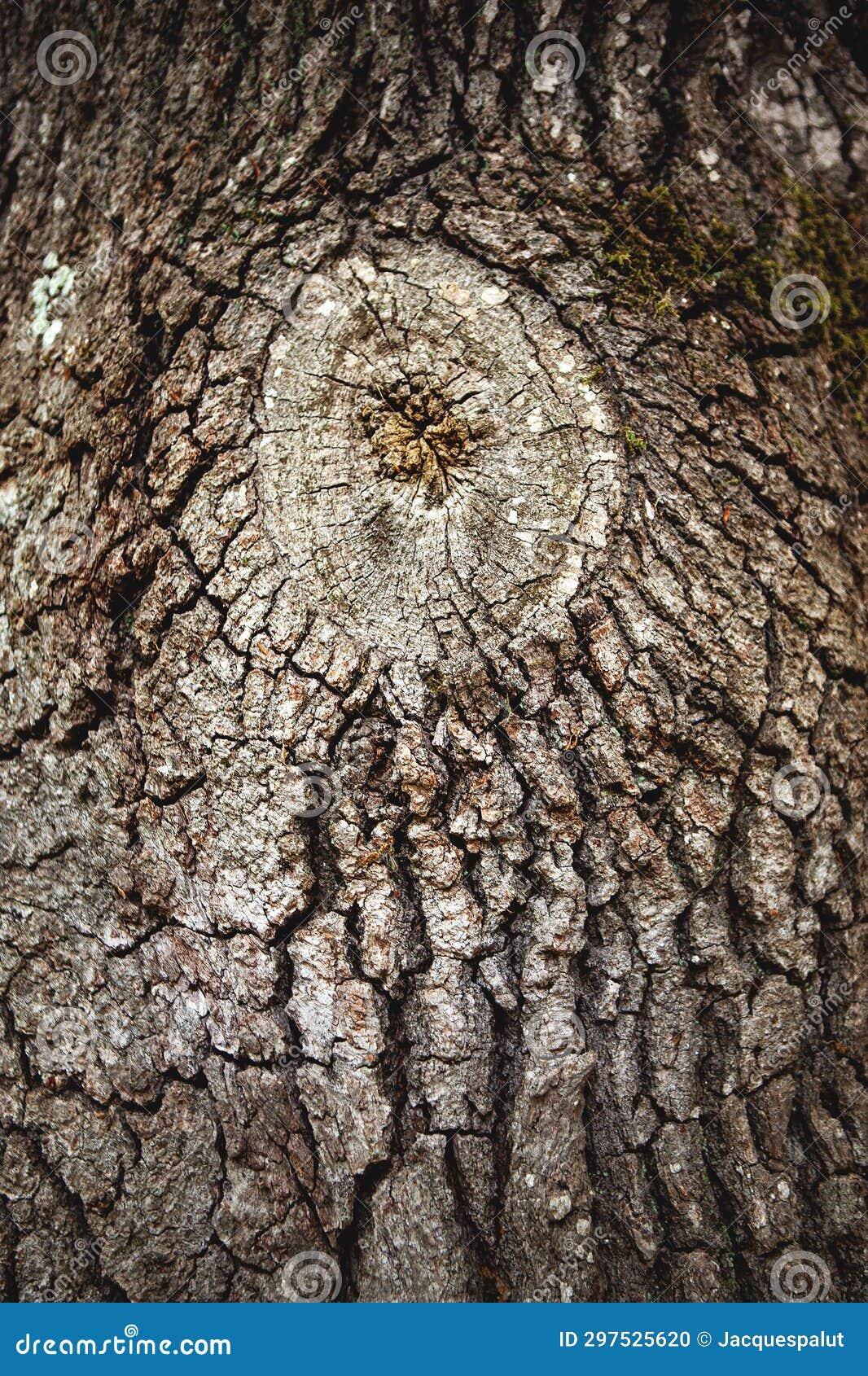 Close Up of a Tree Trunk after the Pruner Has Passed Stock Photo ...