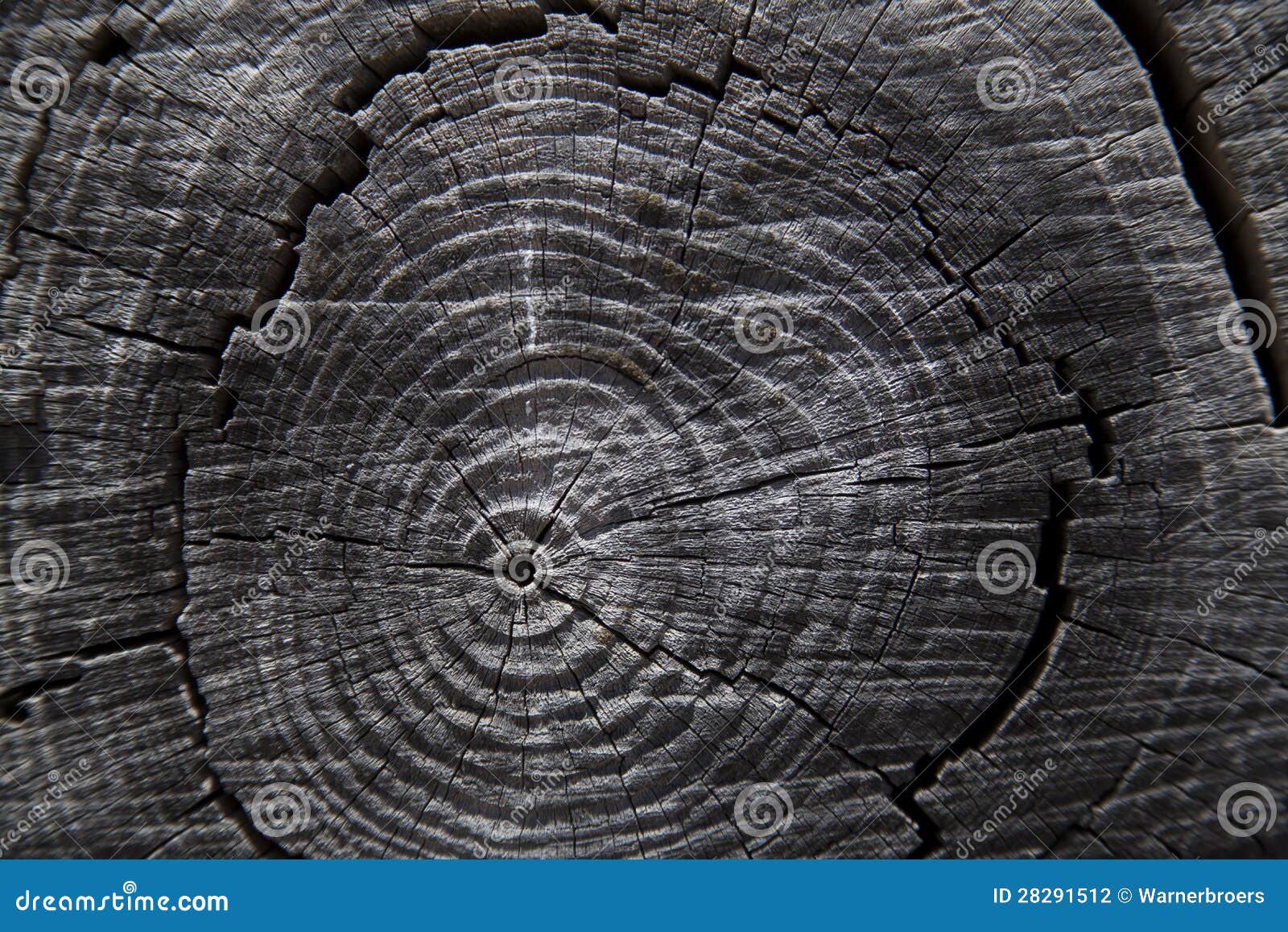 Close Up of Tree Trunk Rings Stock Photo - Image of hewn, annual: 28291512