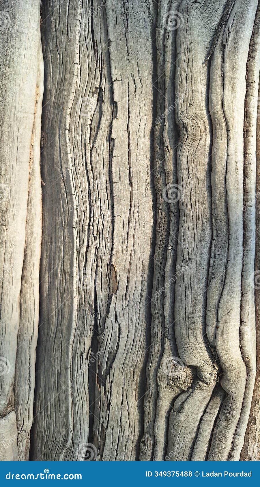 The Layered Trunk of a Tree with Diverse Textures Stock Photo - Image ...