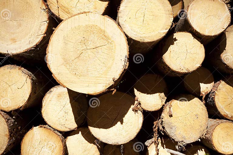 Close Up of Tree Trunk Stack. Stock Photo - Image of clearing, lumber ...