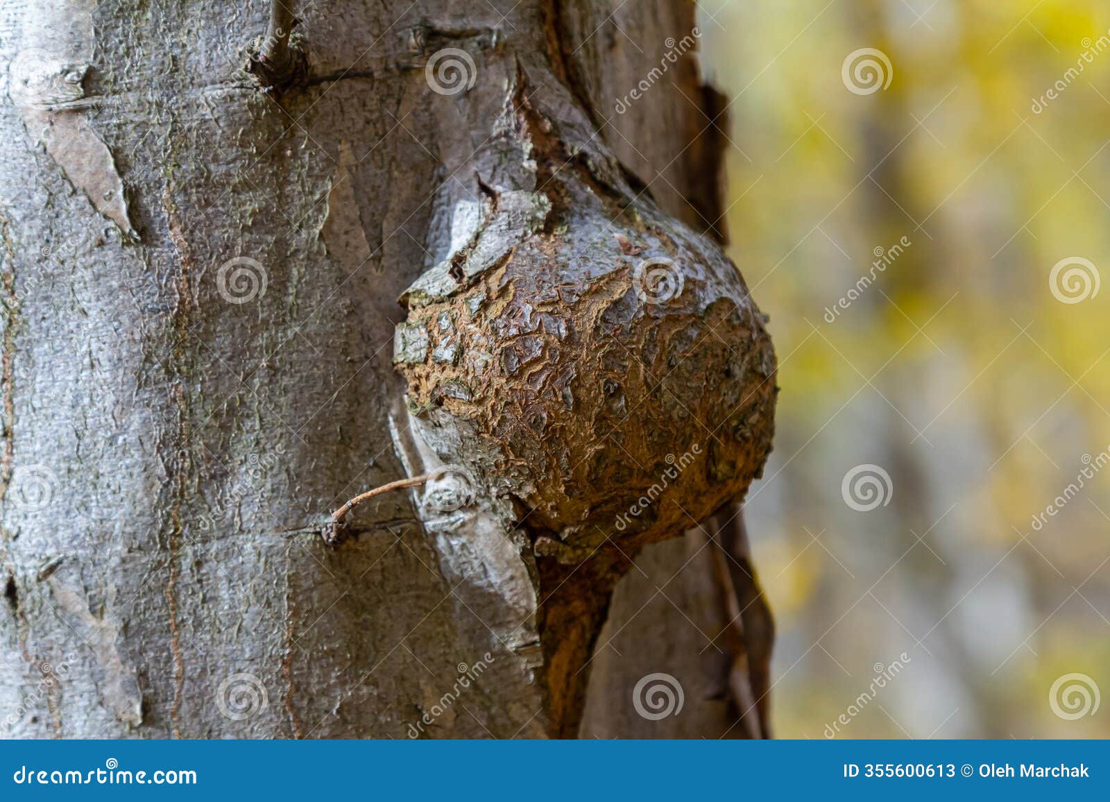 The Close-up of a Tree Tumor on Trunk of Torch Tree Stock Image - Image ...