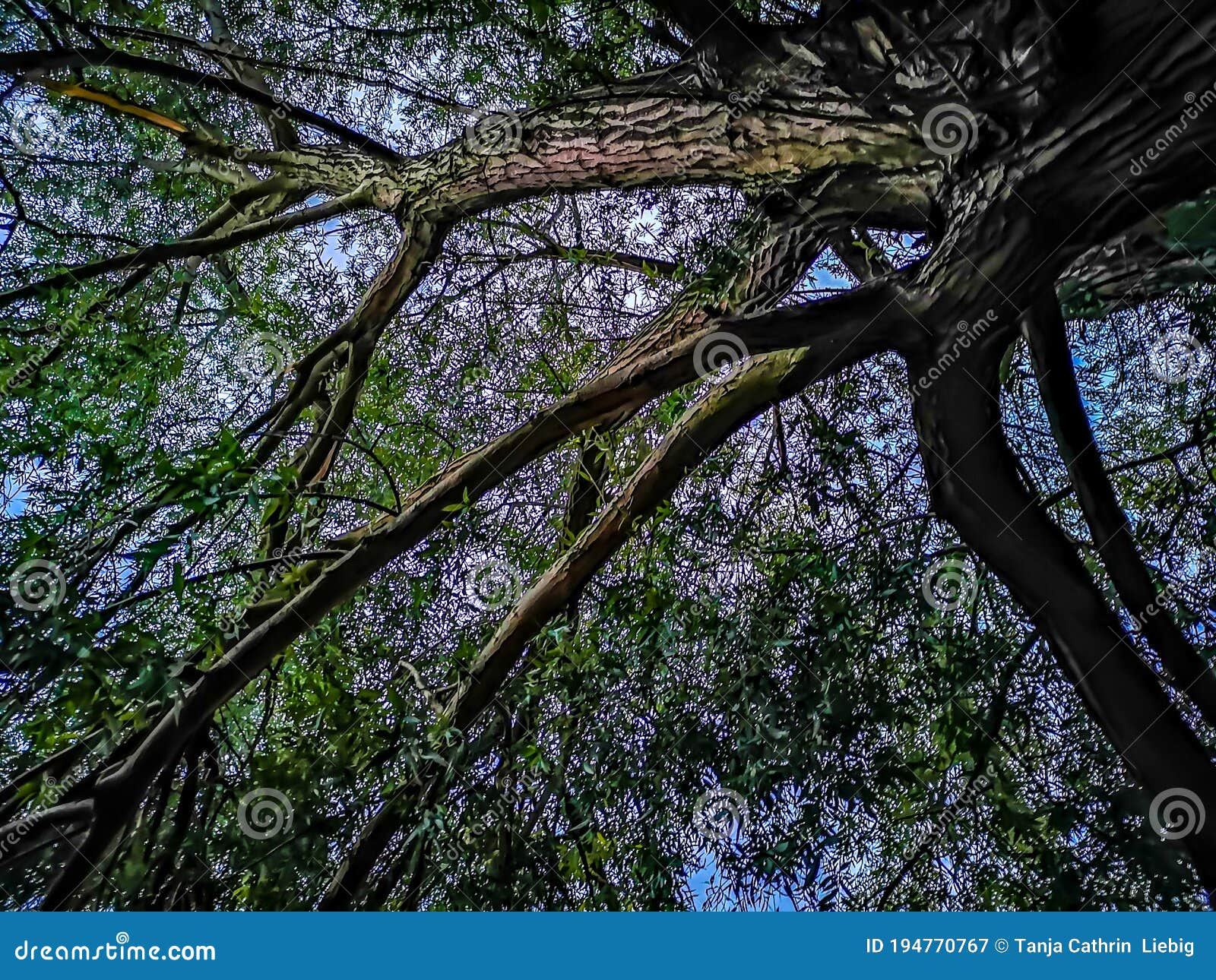 Close-up of a a Tree from Under the Tree Stock Image - Image of ...