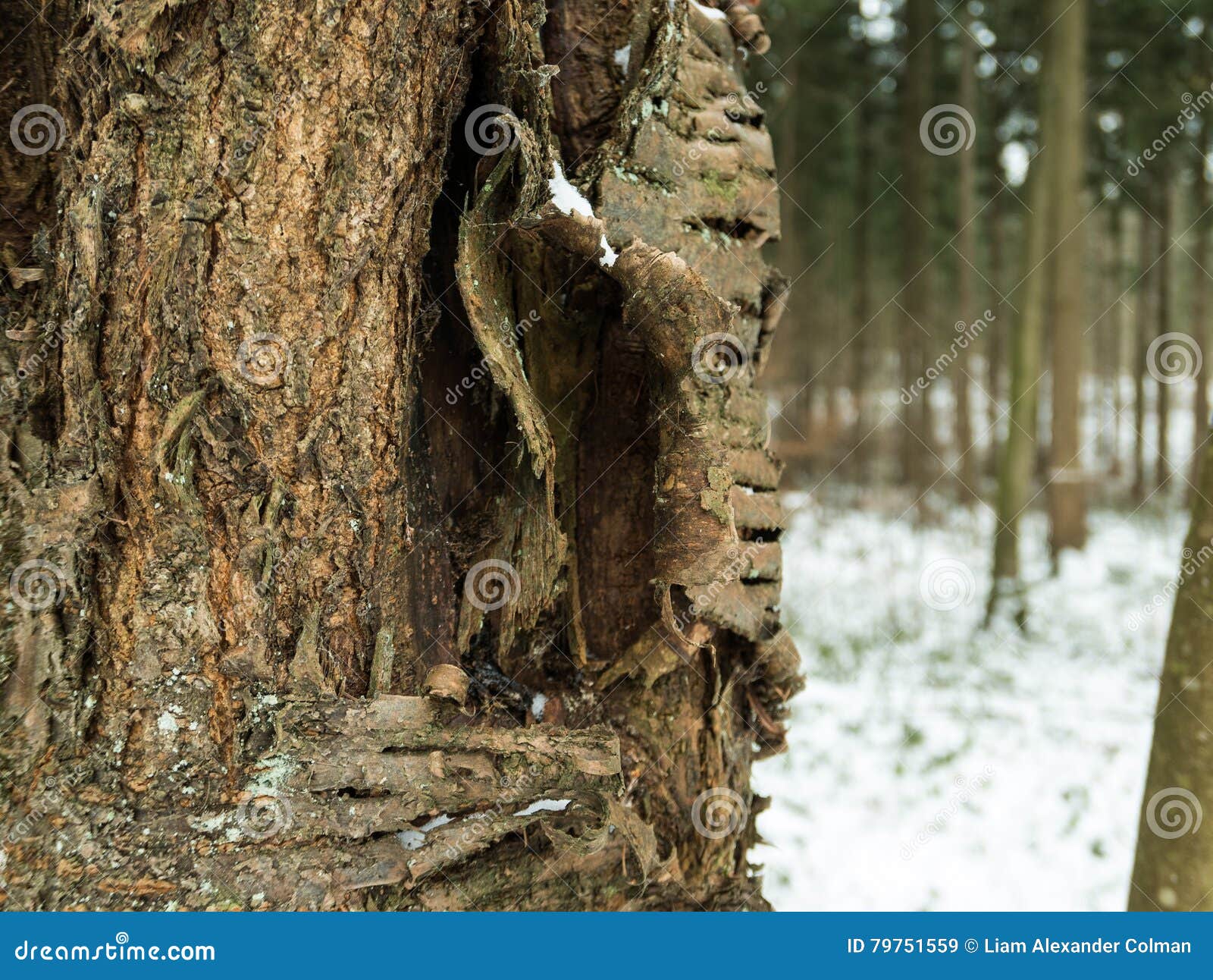 A Close-up of a Tree during Winter Stock Image - Image of torn, trees ...