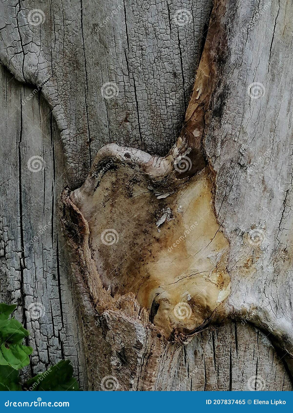 Close Up, Tree Wound with Cut and Dry Branches Stock Image - Image of ...