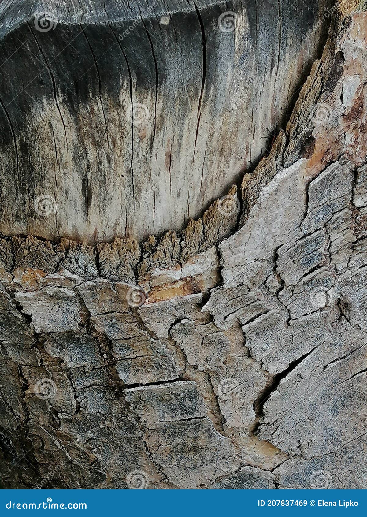 Close Up, Tree Wound with Cut and Dry Branches Stock Image - Image of ...