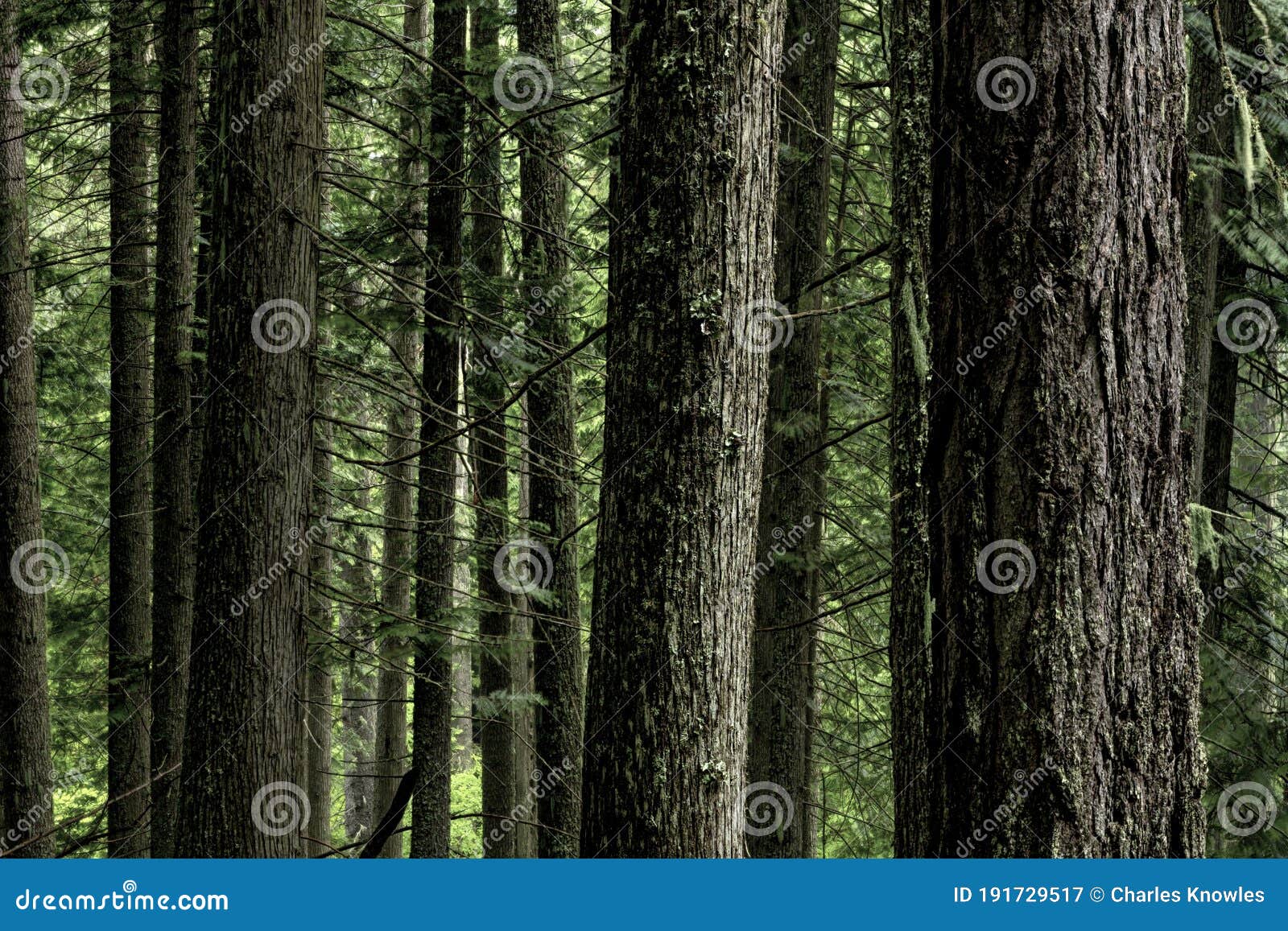 Close Up of Trees in a Cedar Forest Stock Image - Image of plants ...