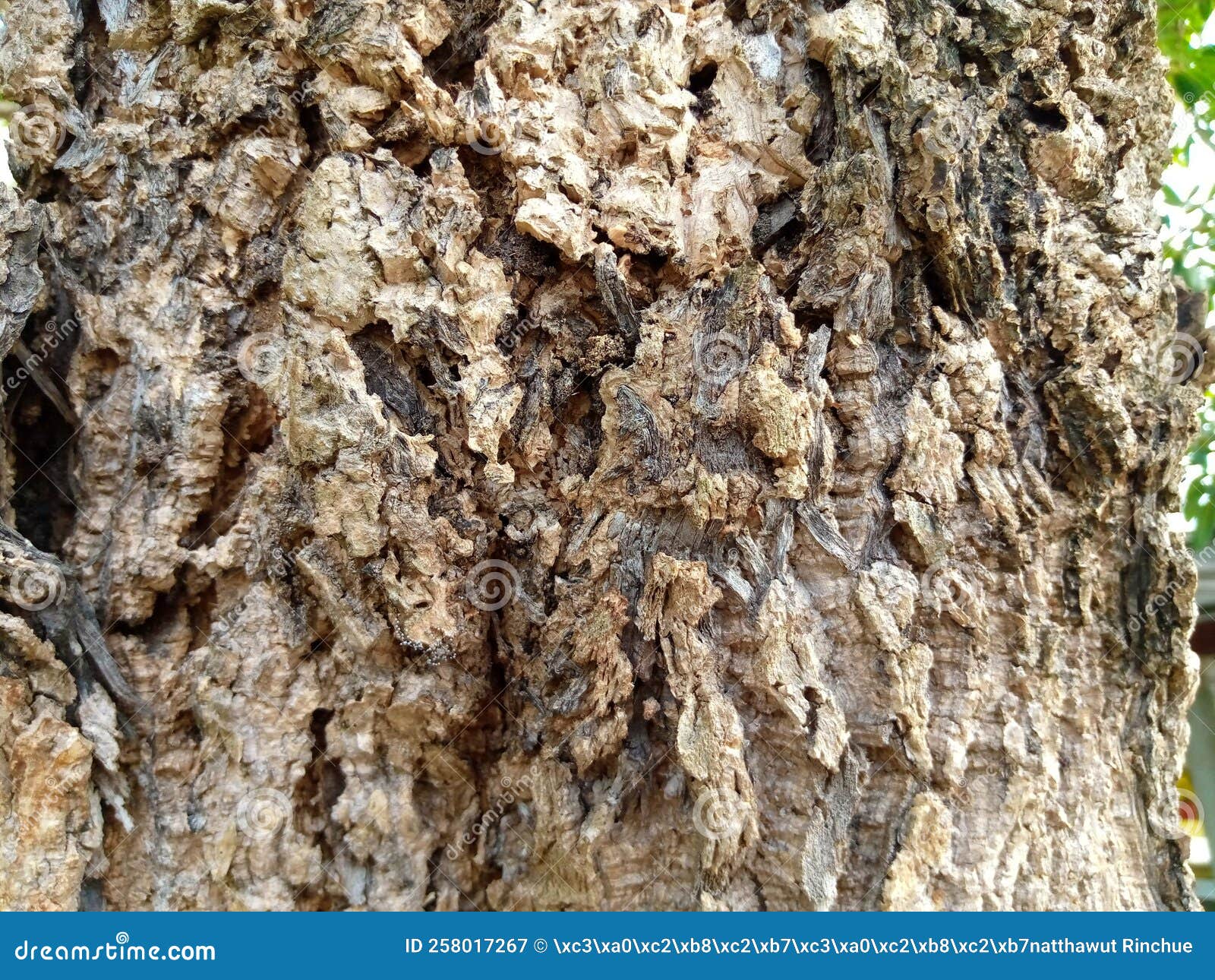Close up of trees stock image. Image of trunk, produce - 258017267