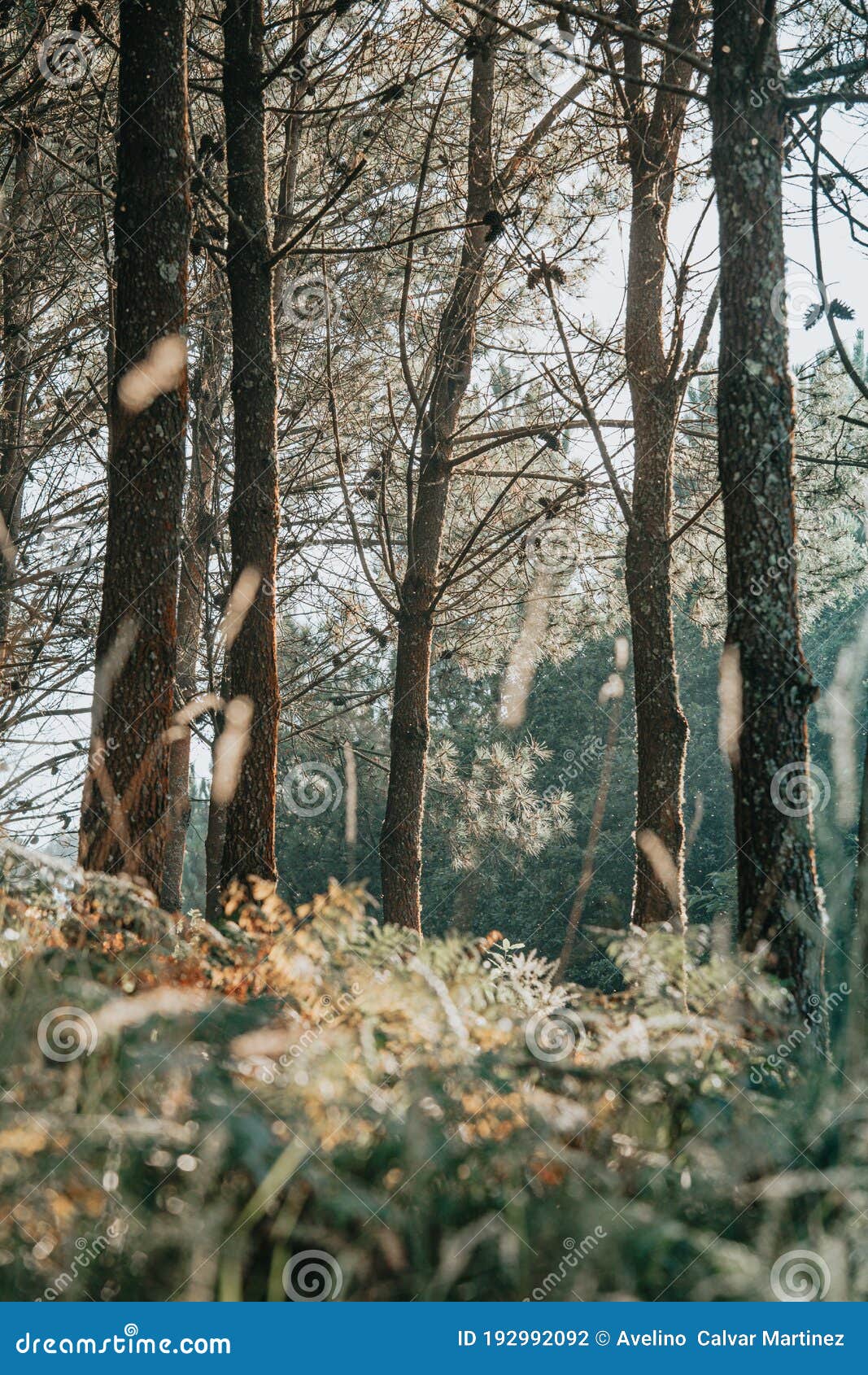 A Close Up of the Trees on the Forest Stock Photo - Image of season ...