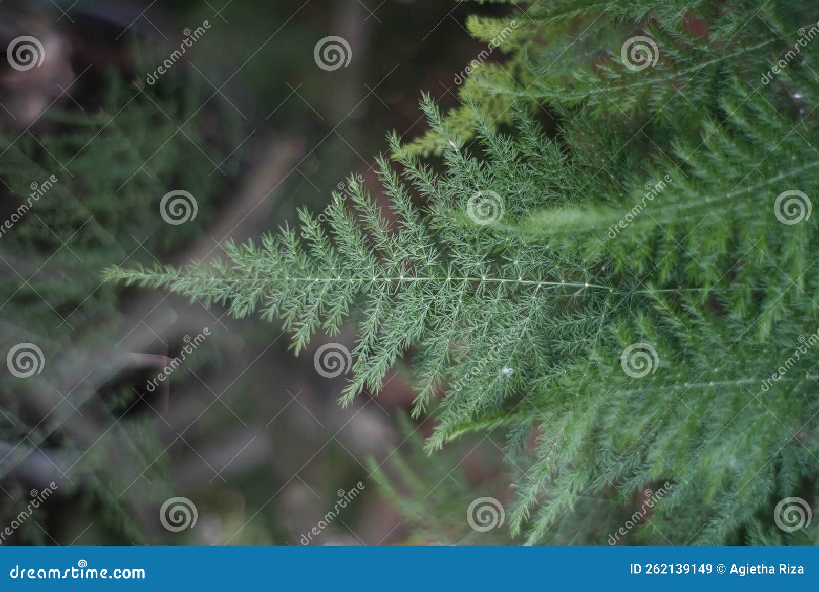 Close Up Triangle Shaped Leaf. Stock Image - Image of plant, tree ...