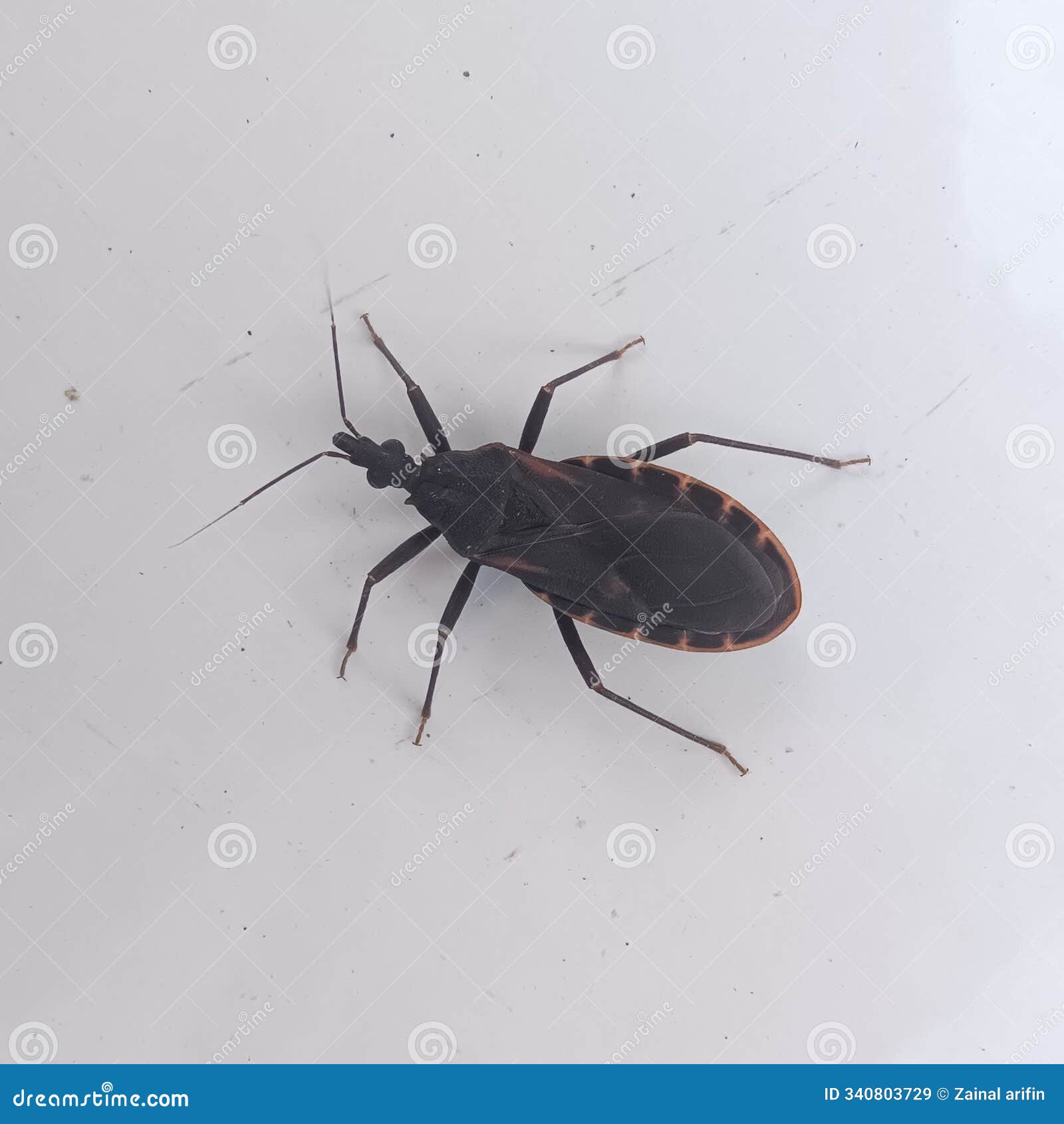 Close Up of a Triatomine Bug on White Background Stock Image - Image of ...