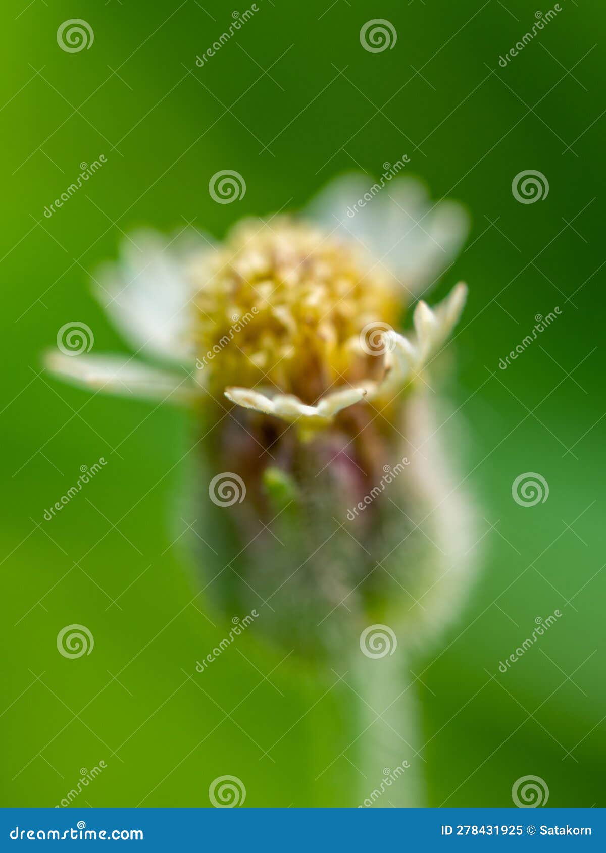 Close-up Tridax Daisy Flower Blooming Stock Image - Image of flora ...