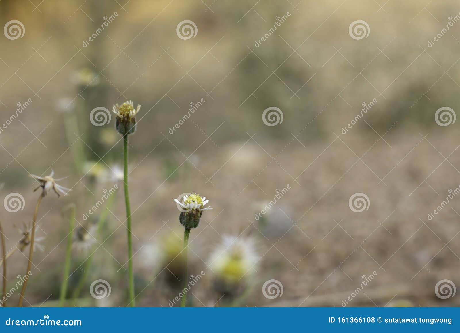 Close Up Tridax Procumbens that are Blooming Beautifully Stock Photo ...