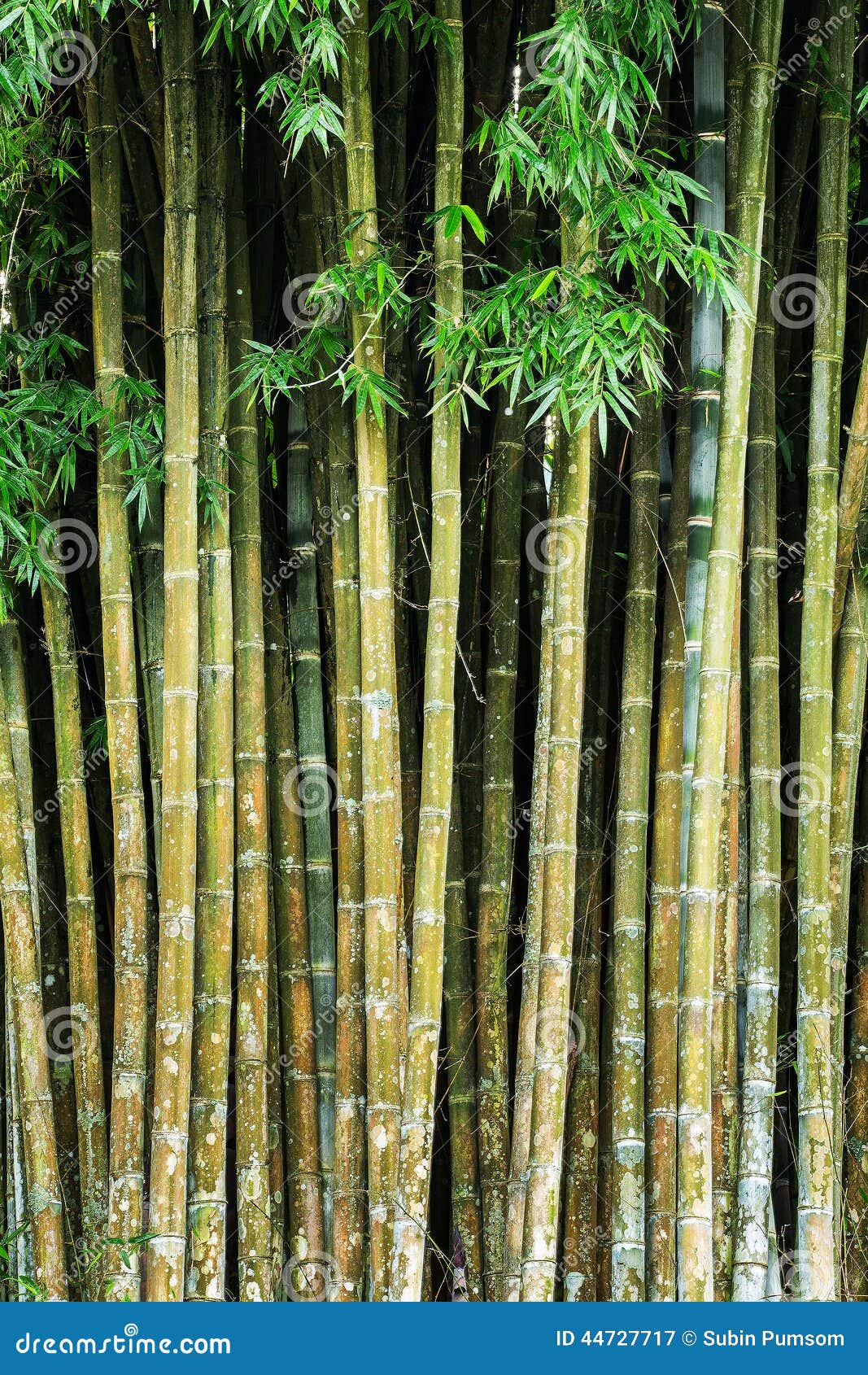 Close up tropic bamboo stock image. Image of japanese - 44727717
