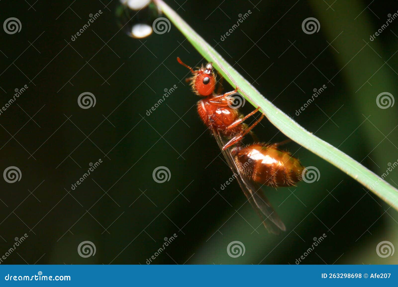 Close-up Tropical Fire Ant, Ant Queen Stock Photo - Image of queen ...