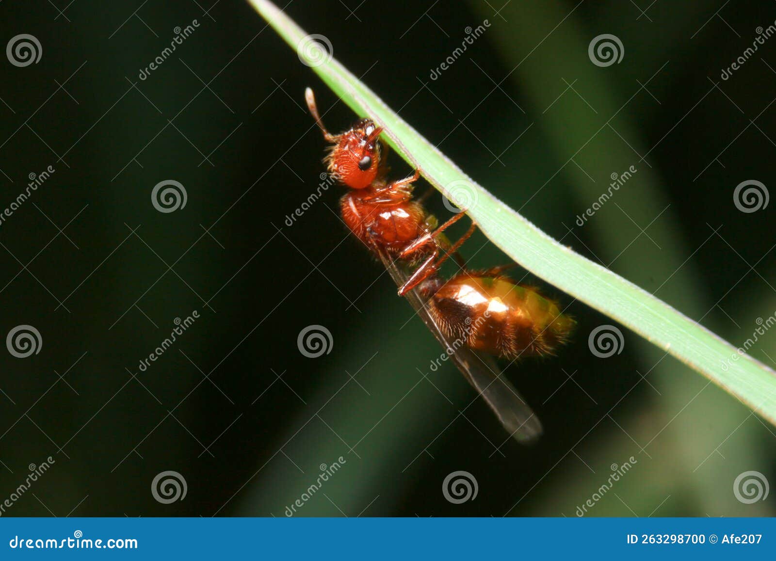 Close-up Tropical Fire Ant, Ant Queen Stock Photo - Image of diceraeus ...