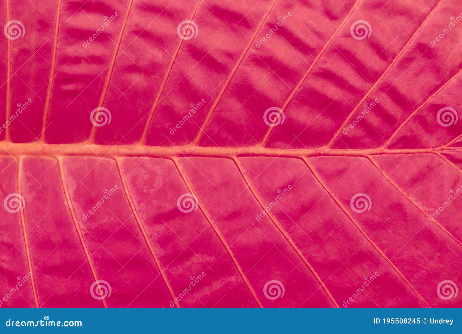 Close Up of Tropical Green Big Leaf Texture. Background. Stock Image ...