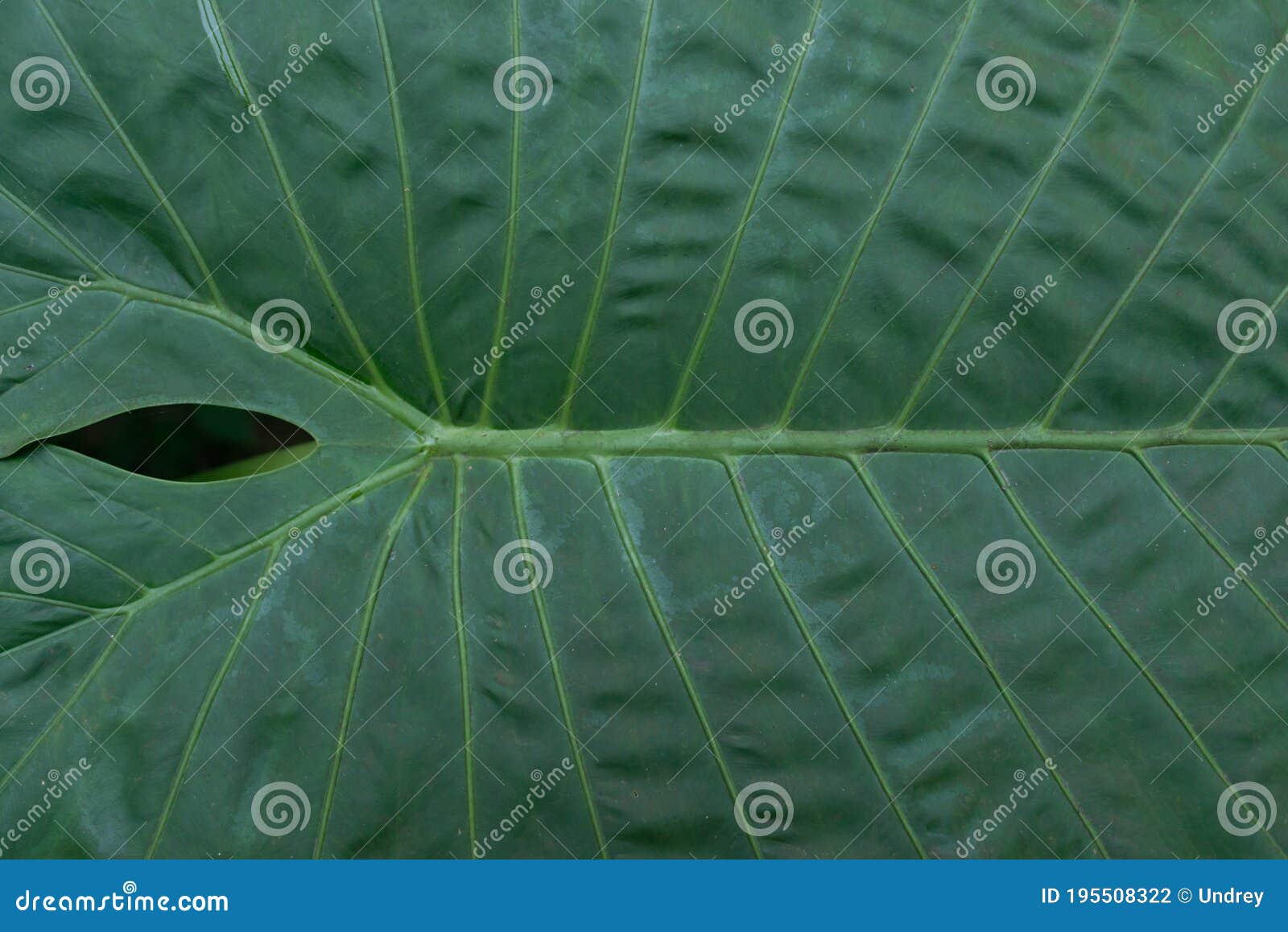 Close Up of Tropical Green Big Leaf Texture. Background. Stock Photo ...