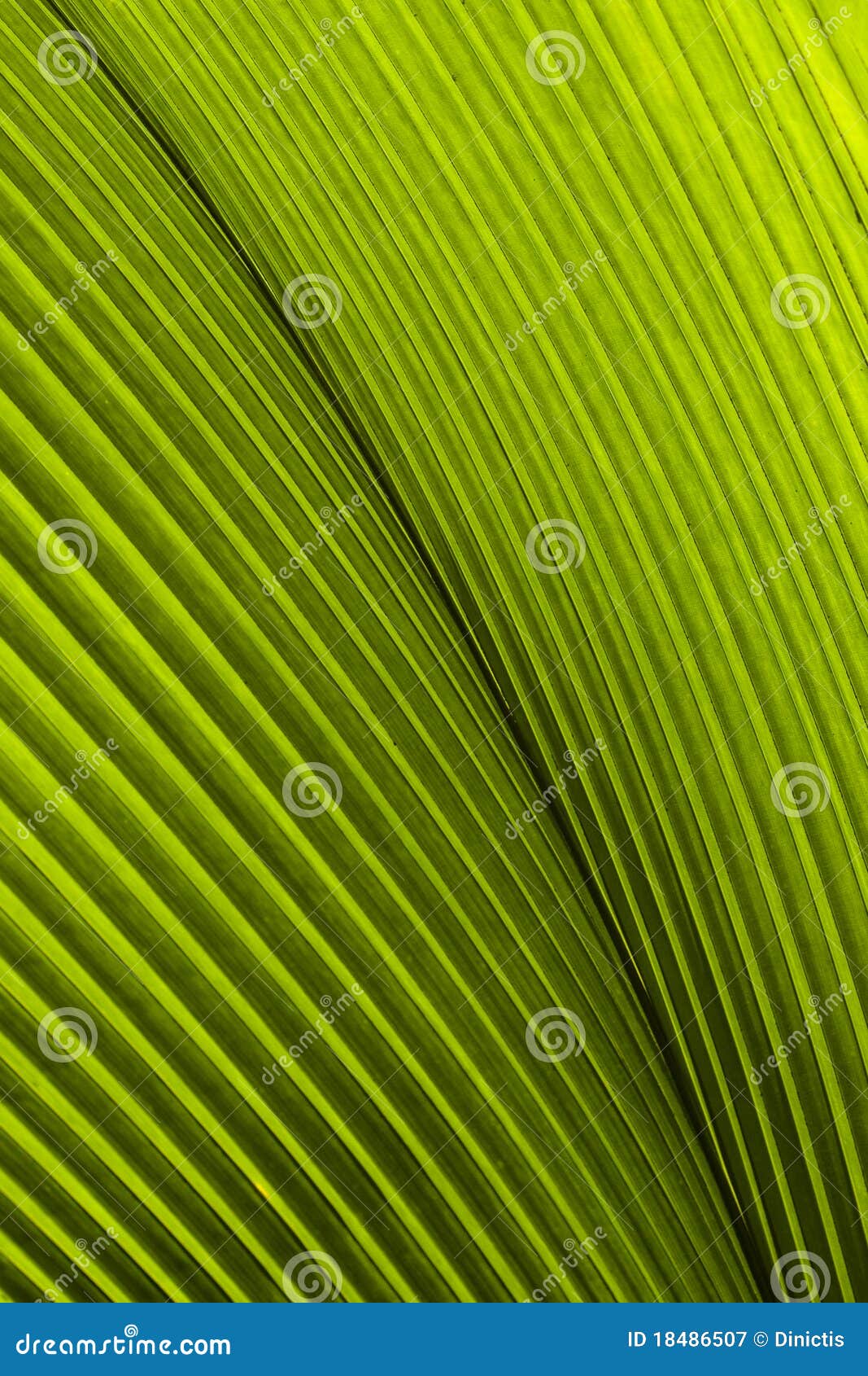 Close Up of Tropical Green Leave Texture Stock Image - Image of ...