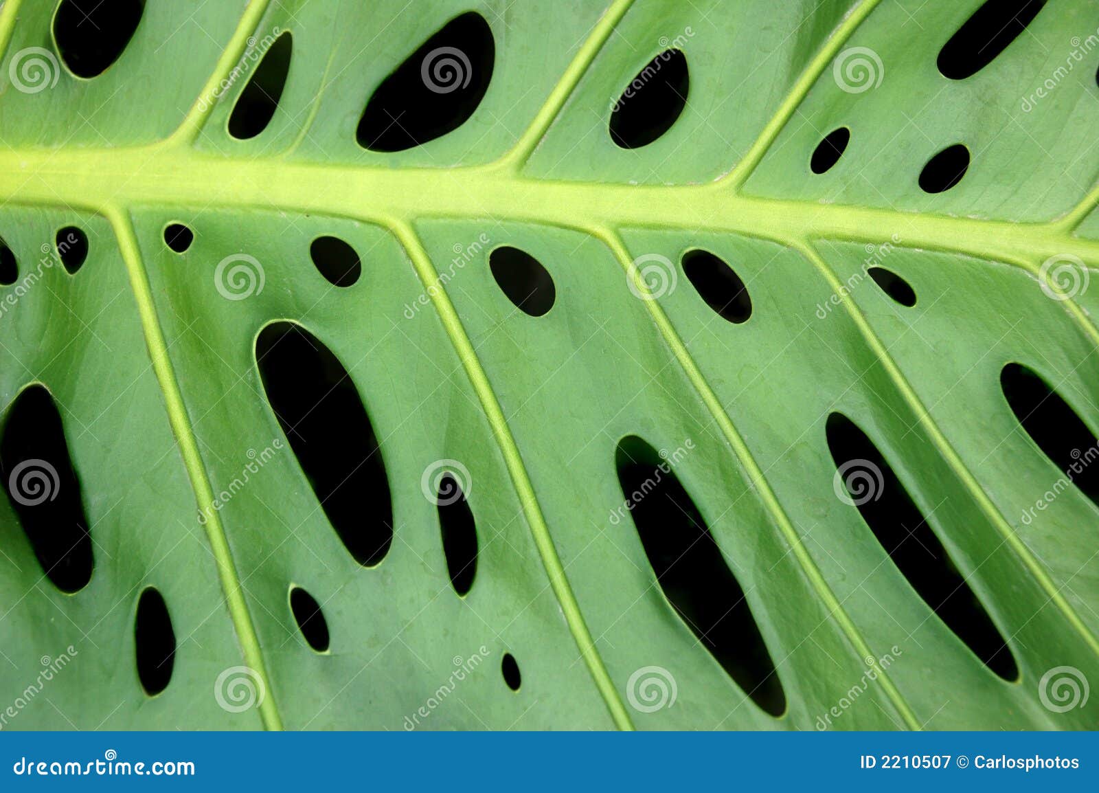 Close up of tropical leaf stock image. Image of garden - 2210507