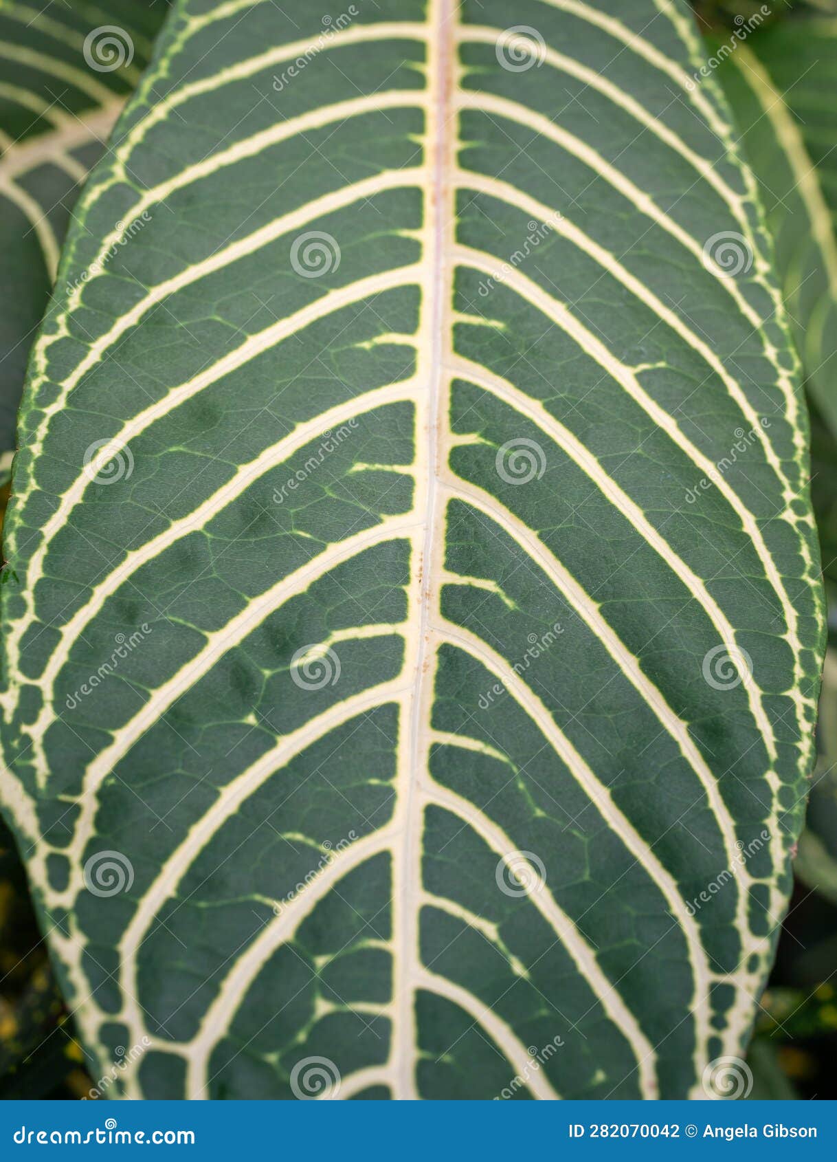Close up of tropical Leaf stock photo. Image of plant - 282070042