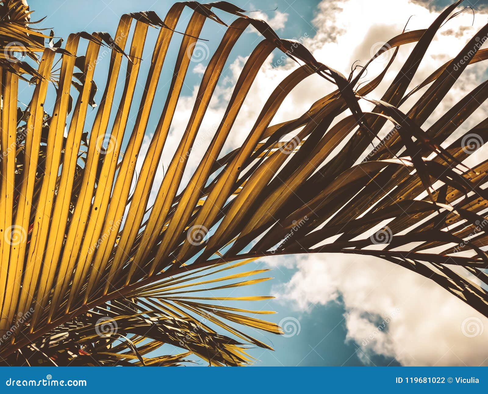Close Up of a Tropical Palm Tree. Abstract Palm Texture for Nature ...