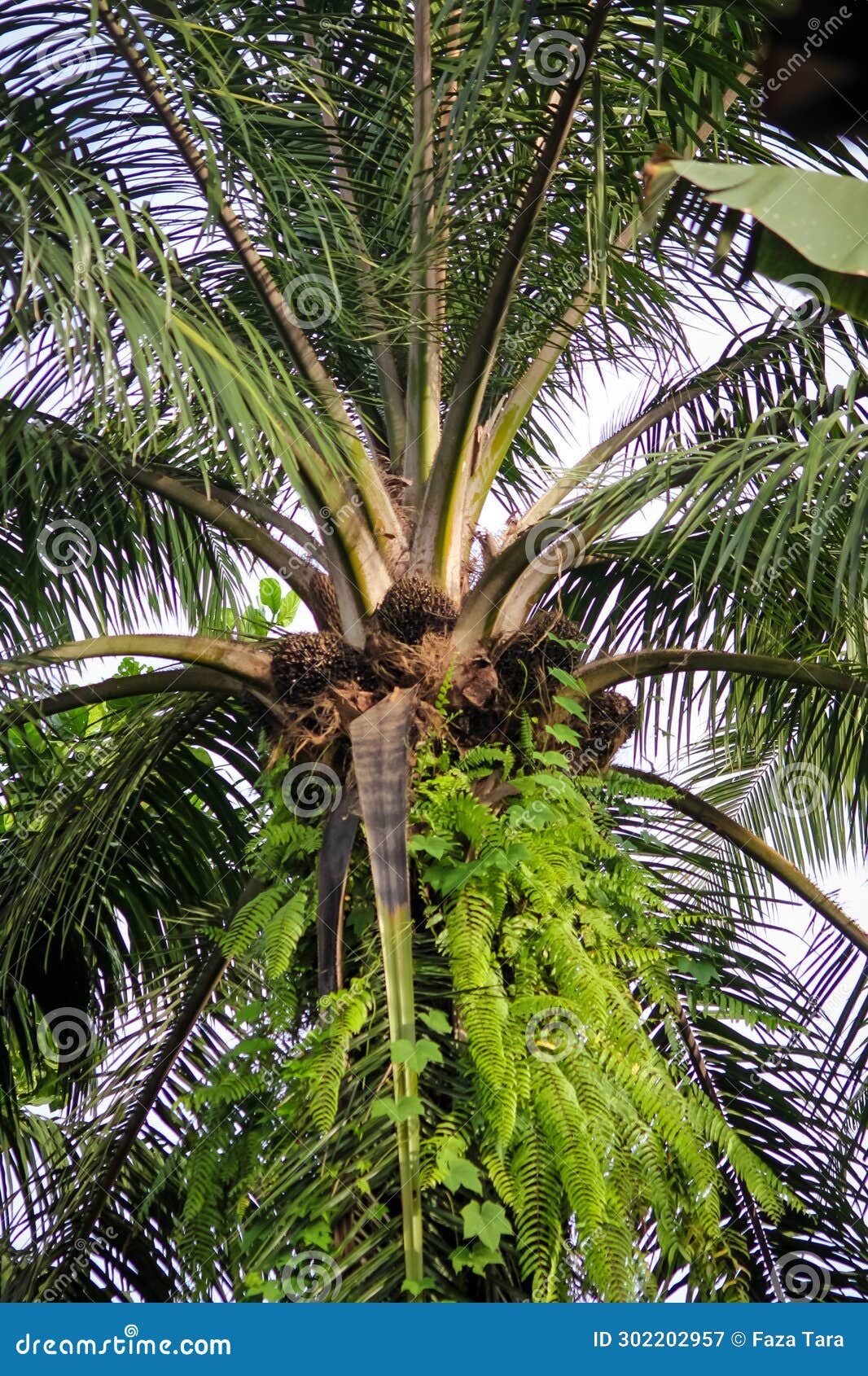 Close Up Tropical Palm Tree in Indonesia Stock Image - Image of natural ...