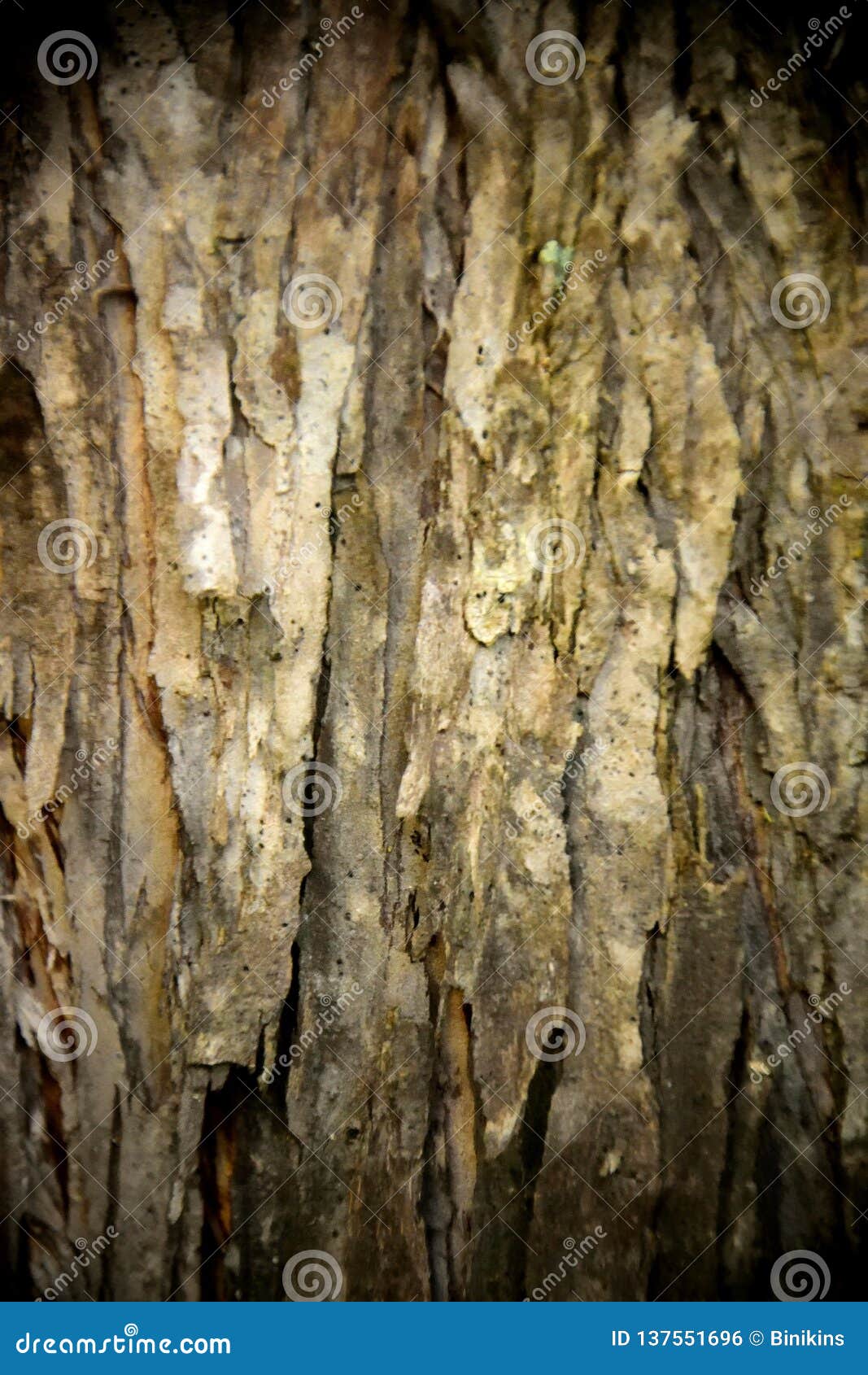 Australian Paperbark Texture Stock Photo - Image of natural, texture ...
