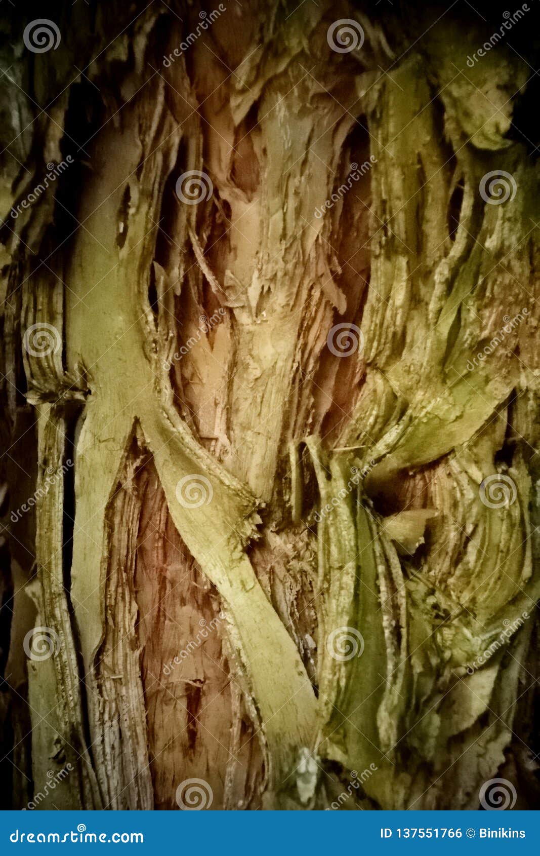 Australian Paperbark Texture Stock Photo - Image of native, tree: 137551766