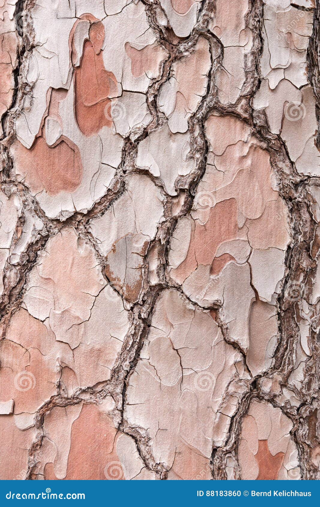 Close Up Of Trunk Bark Of Pinus Canariensis Stock Photo | CartoonDealer ...